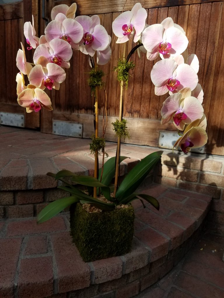 Peach colored orchid – White Plains Orchids