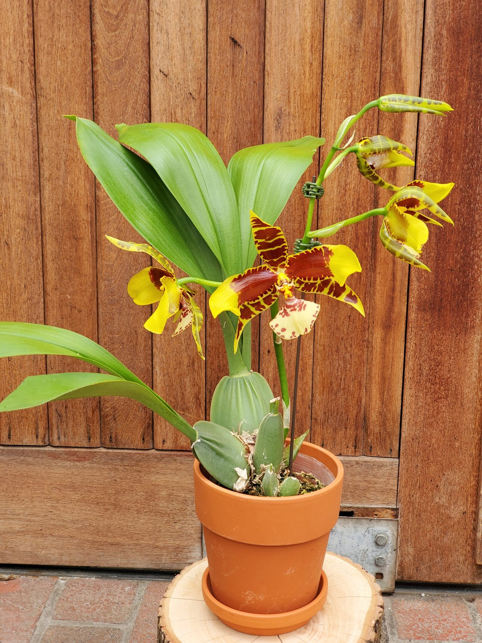 Rossioglossum Rawdon Jester ‘Great Bee’ – White Plains Orchids