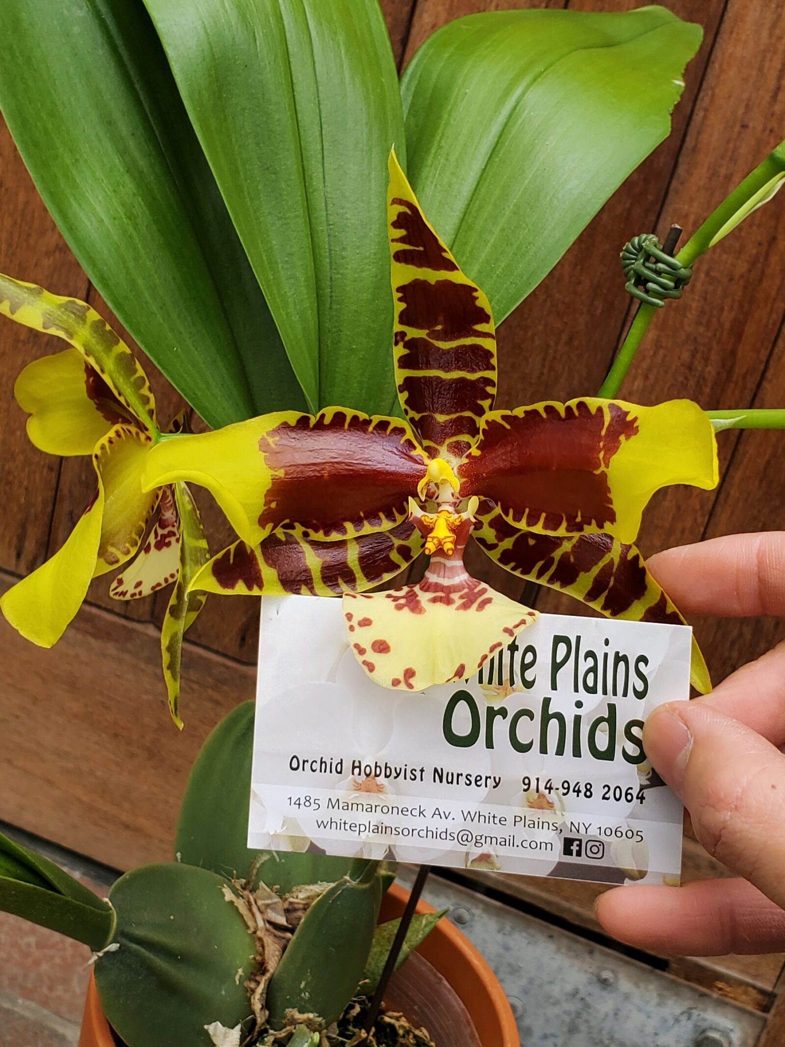 Rossioglossum Rawdon Jester ‘Great Bee’ – White Plains Orchids
