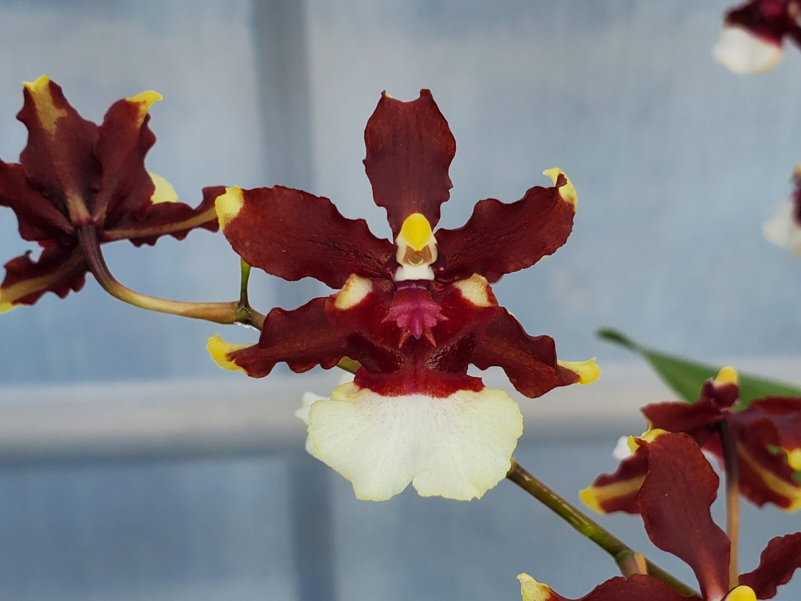 Oncidium Aka Baby ‘Raspberry Chocolate’ – White Plains Orchids